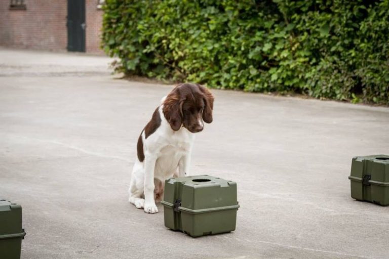 Detectie – Woofexperience